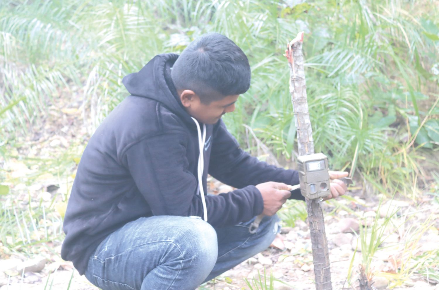 दाङको चुरेमा बाघको अध्ययन