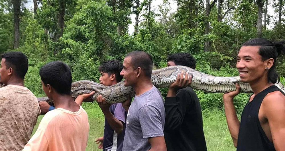 मकवानपुरमा भेटियो ३३ किलोको अजिंगर